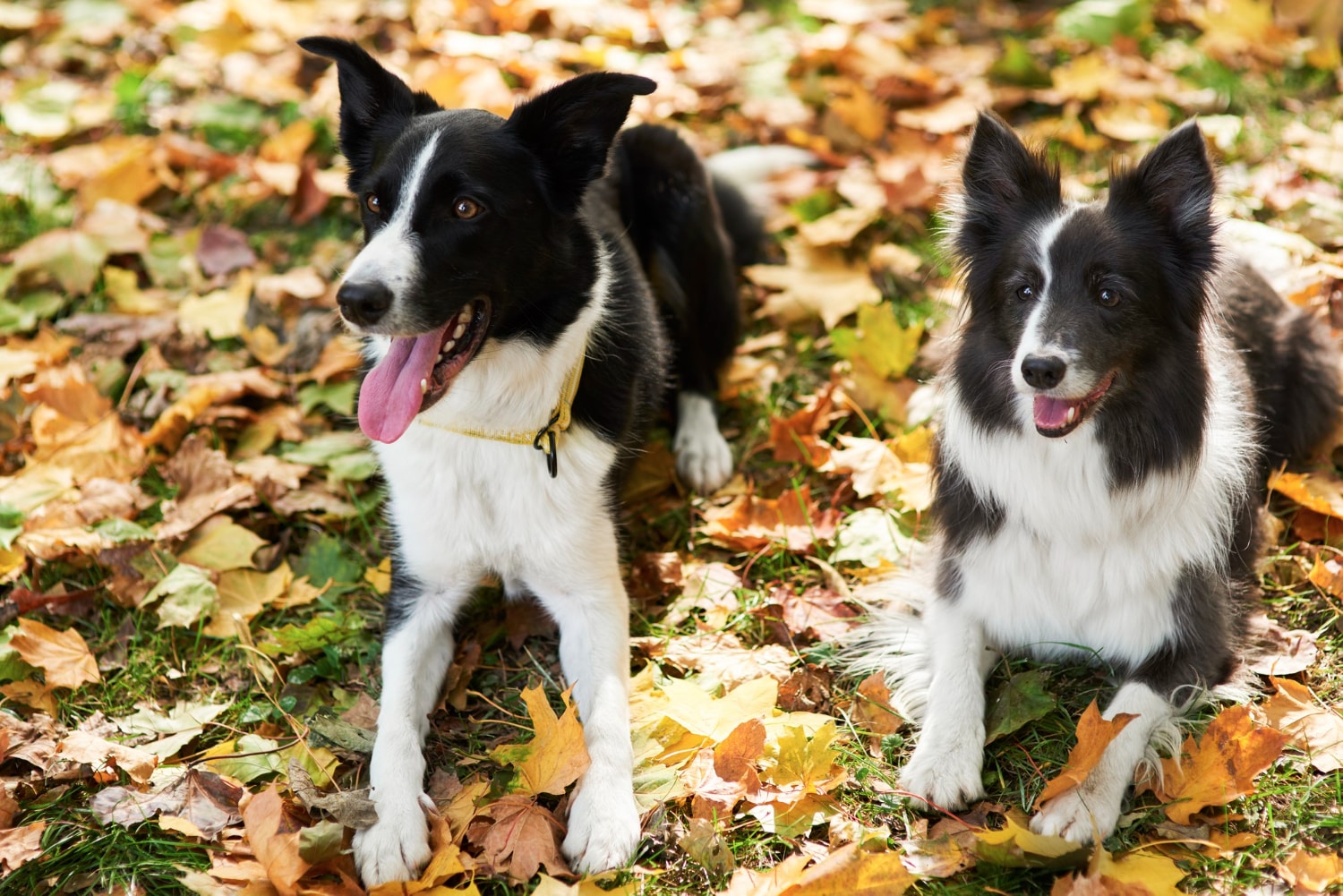 Puberty in dogs: What is important now? | HonestDog